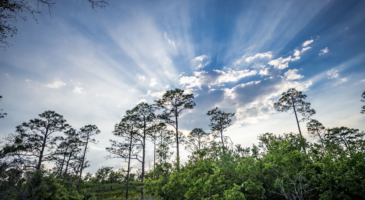 2.5 Million Trees Planted in Mississippi | Our Mississippi Home