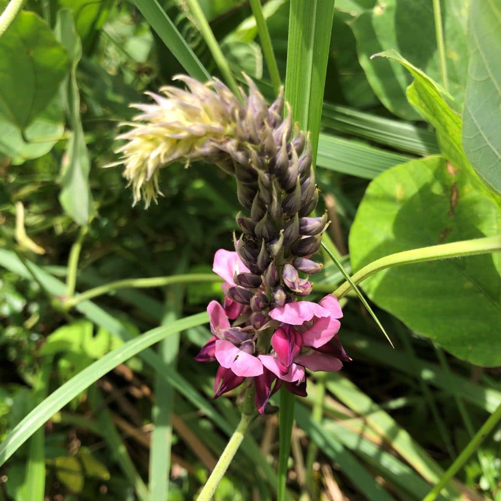 Kudzu Flower Jelly Anyone? | Our Mississippi Home