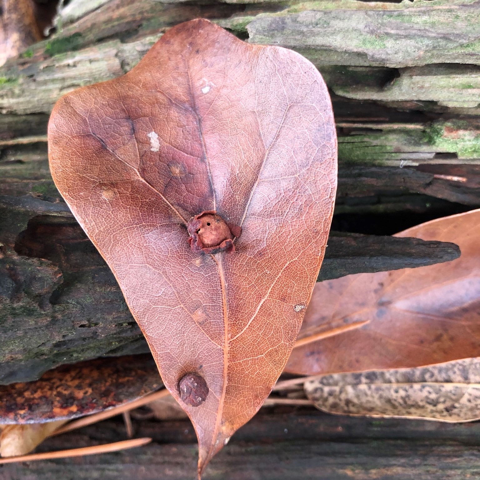 Bumps and Balls on a Leaf | Our Mississippi Home